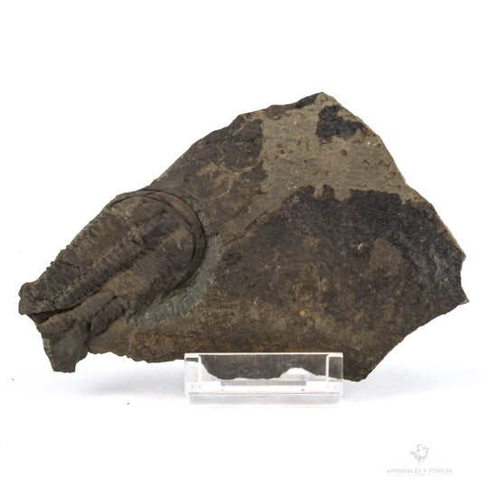 TRILOBITE PTYCHOPARIA STRIATA – Minerales y Fósiles